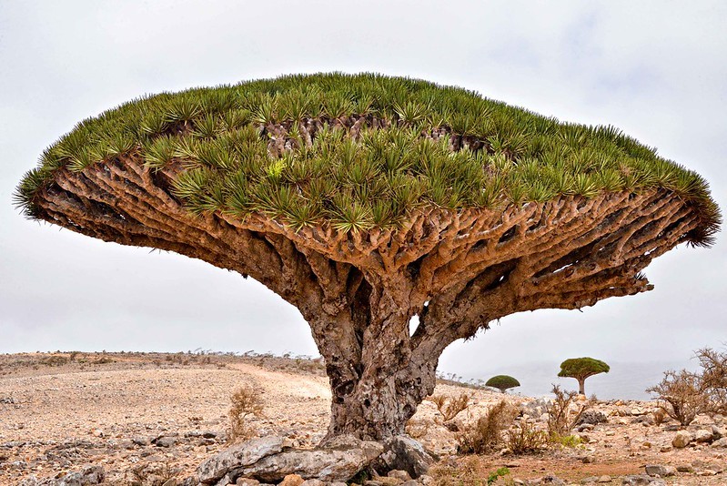 SOCOTRA_ A land forgotten by men, blessed by the gods – Tour the Globe 🌍